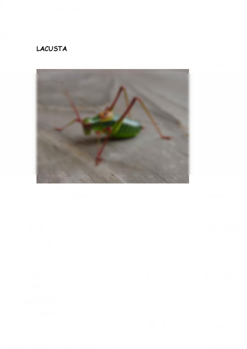 Referat: Animale dăunătoare culturii și omului (#144639)