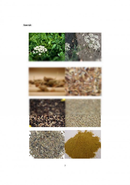 Referat: Anasonul (#153175)