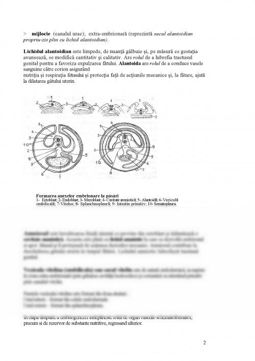 Referat: Anexele embrionare și fetale (#173989)