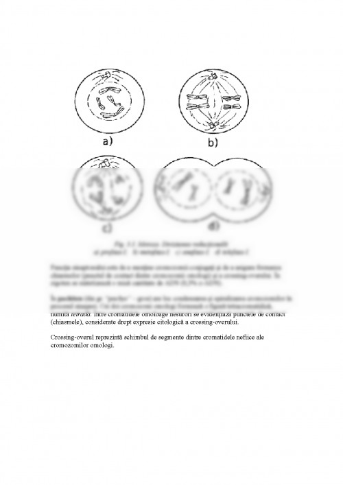 Referat: Diviziune celulară (#174568)