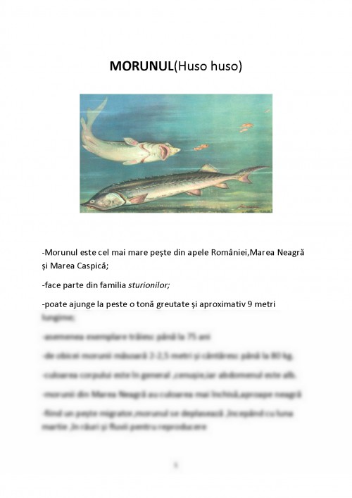 Referat: Specii de pești (#274622)