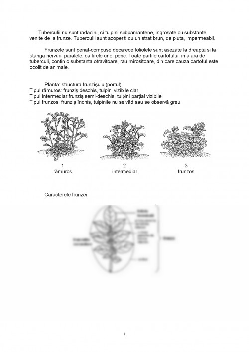 Referat: Cartoful (#298091)