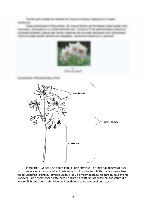 Referat: Cartoful (#298091)