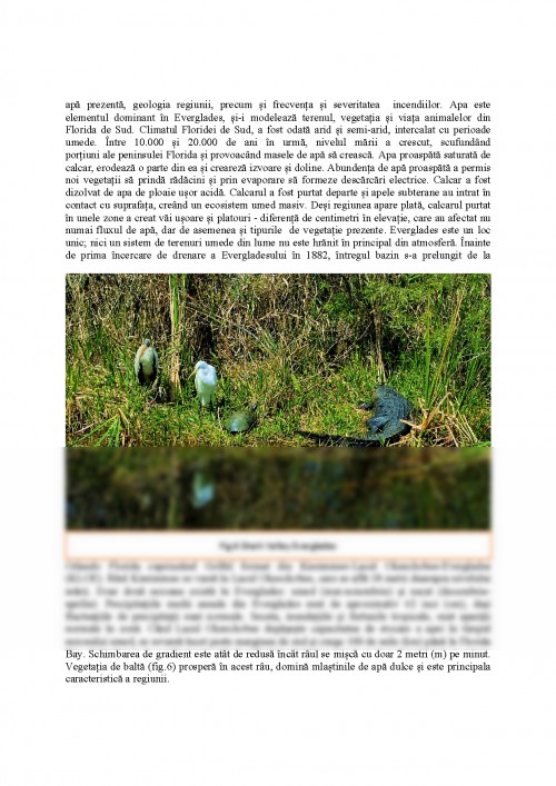 Referat: Parcul Național Everglades (#298213)