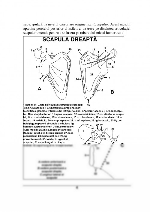 Licența: Membrul Superior (#315857)