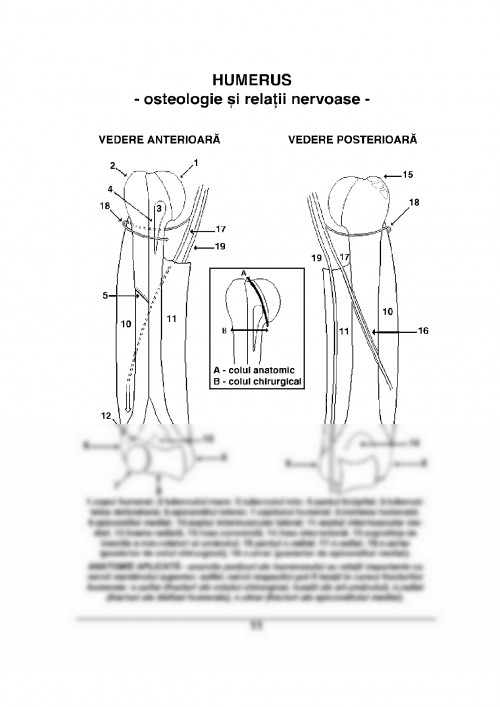 Licența: Membrul Superior (#315857)