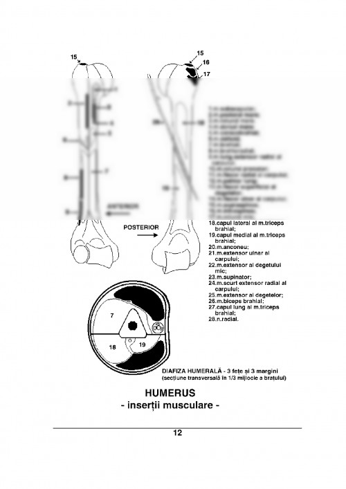 Licența: Membrul Superior (#315857)