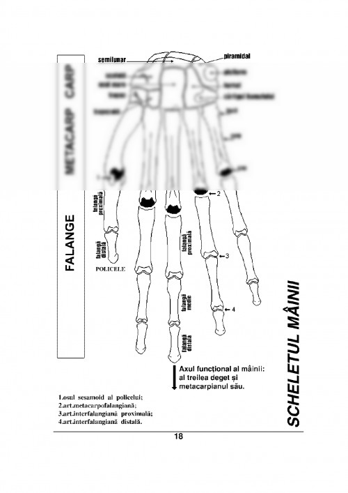 Licența: Membrul Superior (#315857)