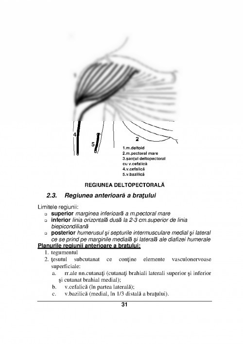 Licența: Membrul Superior (#315857)