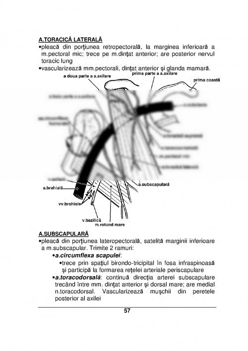 Licența: Membrul Superior (#315857)