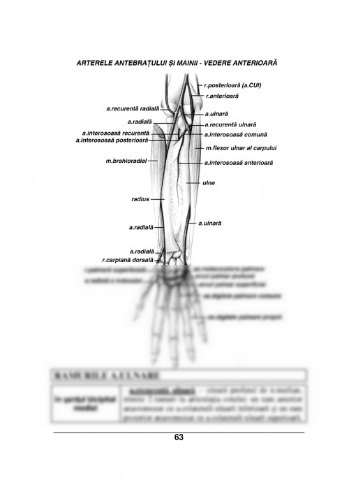 Licența: Membrul Superior (#315857)