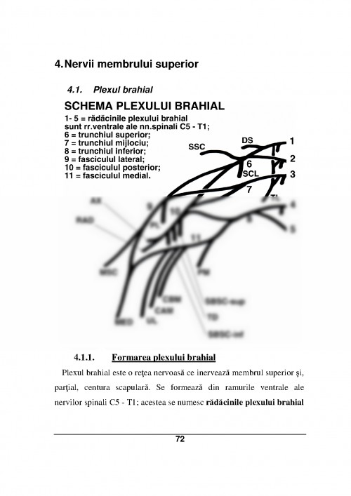 Licența: Membrul Superior (#315857)