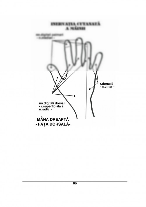 Licența: Membrul Superior (#315857)