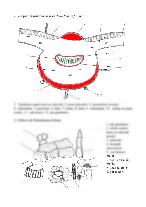 Referat: Atropa Belladonna - Mătrăguna (#323684)
