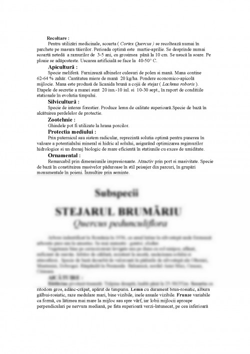 Referat: Stejarul (#329545)