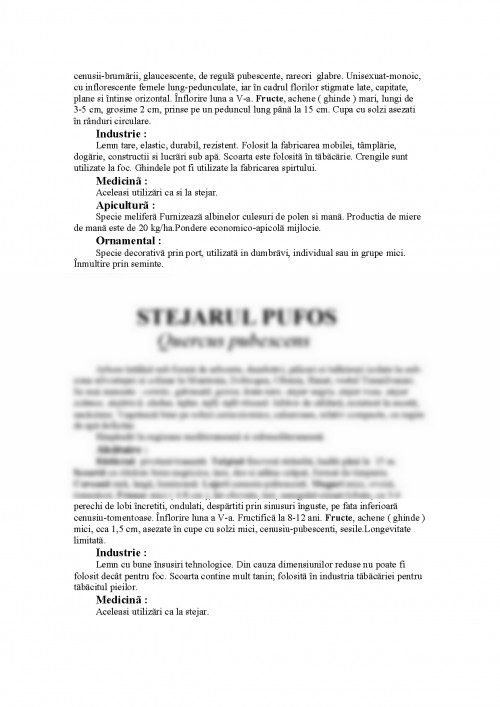 Referat: Stejarul (#329545)