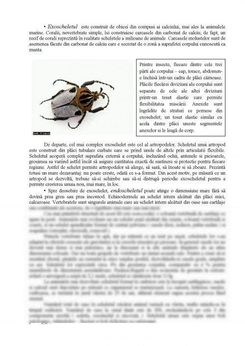 Referat: Scheletul (#331227)