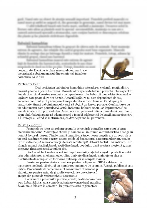 Referat: Maimuțele (#339168)