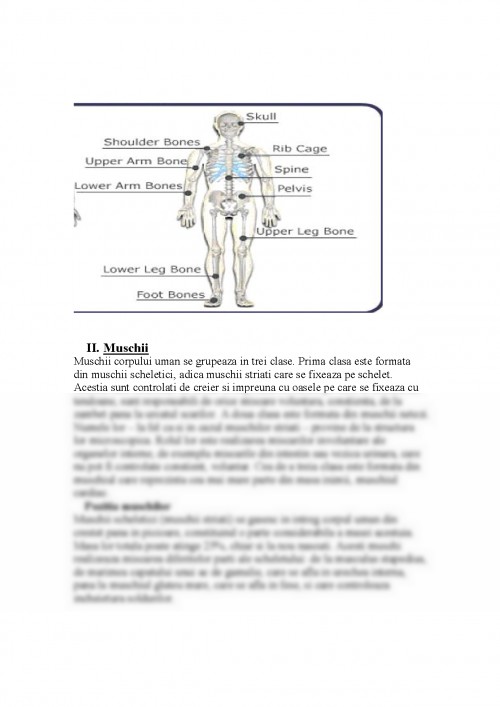 Referat: Scheletul și mușchii (#348680)