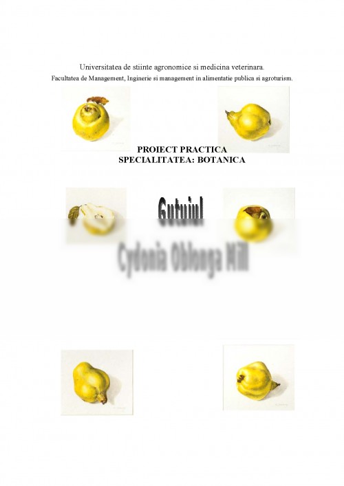 Referat: Gutuiul (#359644)