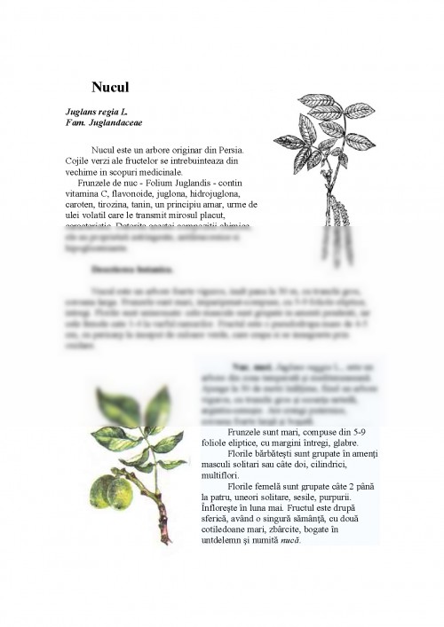 Referat: Nucul (#359649)