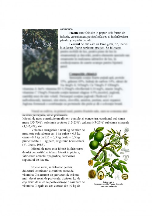 Referat: Nucul (#359649)