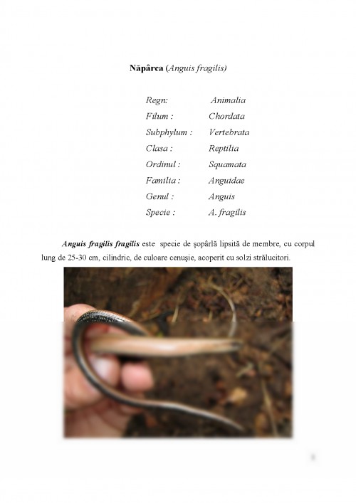 Referat: Fișă specie - năpârca (#381411)