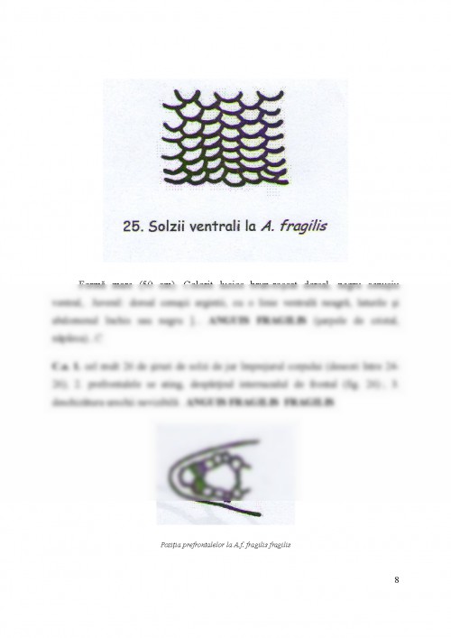 Referat: Fișă specie - năpârca (#381411)