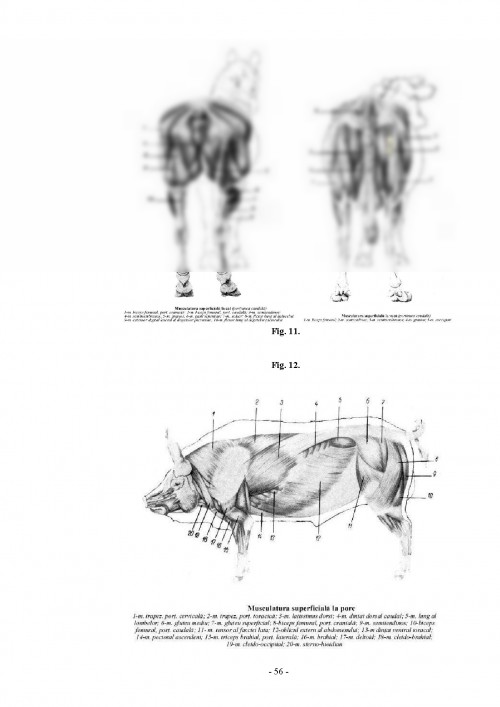 Curs: Anatomie, Histologie, Embriologie (#383728)