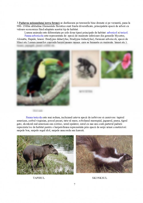 Referat: Câmpia Amazonului (#390942)