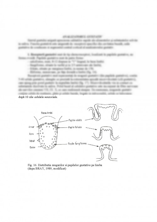 Curs: Anatomie (#414861)