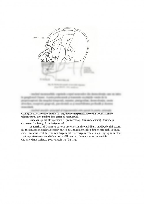 Curs: Anatomie (#414861)