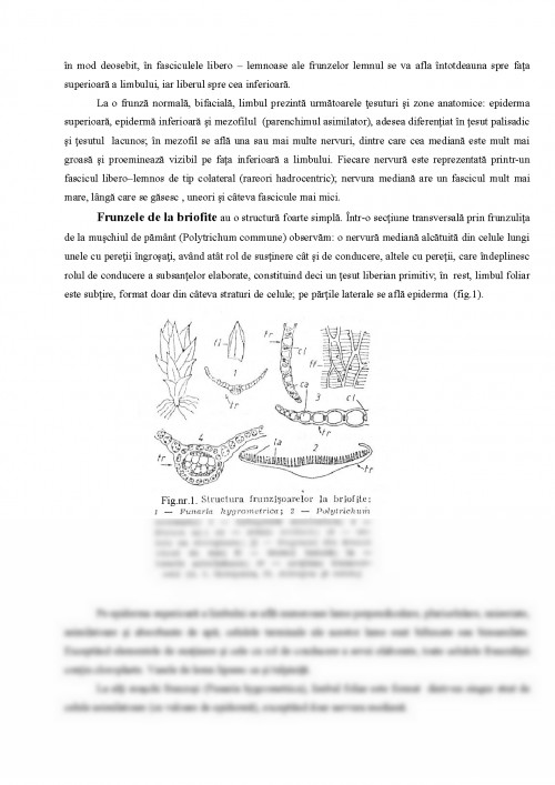 Referat: Anatomia Frunzei (#451924)