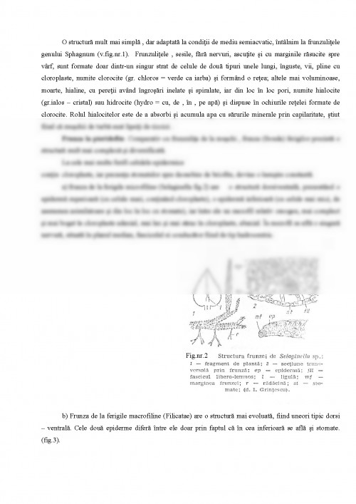 Referat: Anatomia Frunzei (#451924)