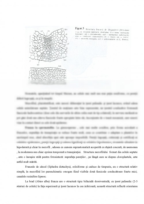 Referat: Anatomia Frunzei (#451924)