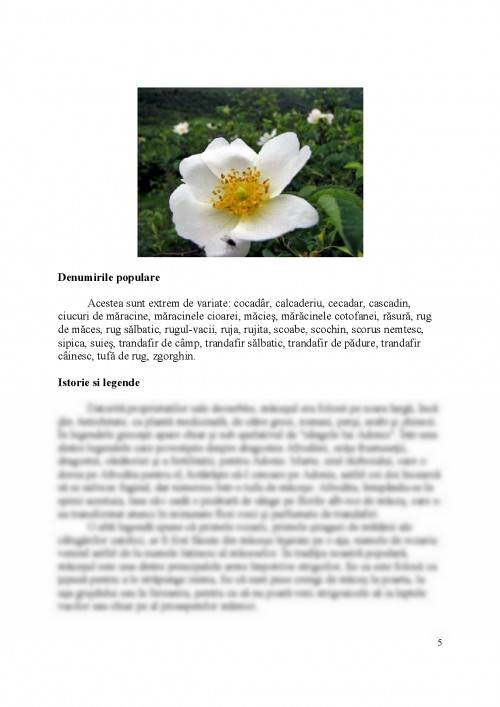 Referat: Măceșul - monografie etnologică (#465115)