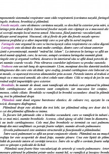 Referat: Sistemul Respirator (#145839)
