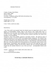 Referat: Labrador Retriever (#323363)